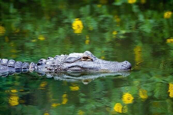 Everglades Airboat Safari Adventure with Transportation - The Practicalities: Transport, Duration, and Group Size