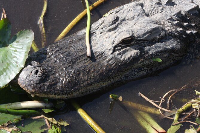 Everglades Day Safari from Miami - What Could Be Better