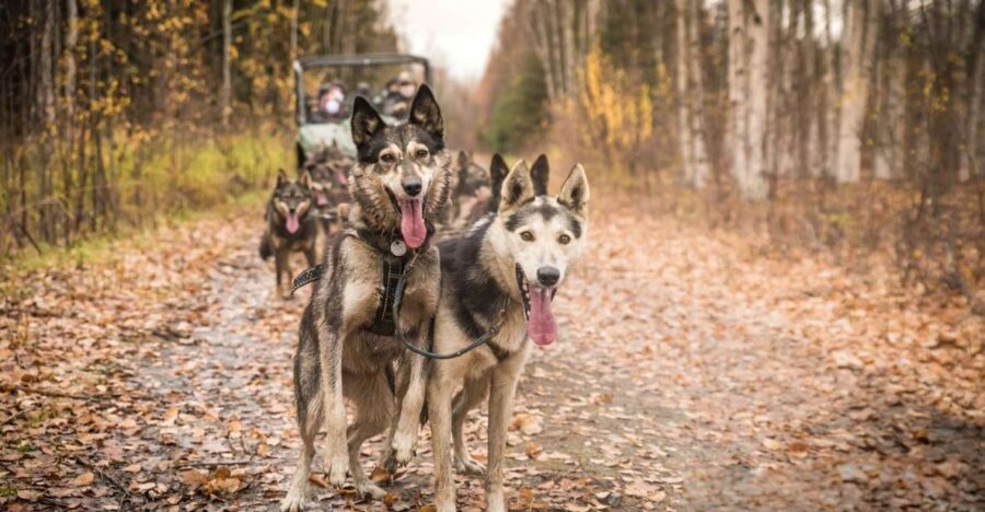 Fairbanks: Dog Mushing through Fall Landscapes on a UTV - Fairbanks: Dog Mushing through Fall Landscapes on a UTV — A Practical Guide to an Authentic Alaska Adventure
