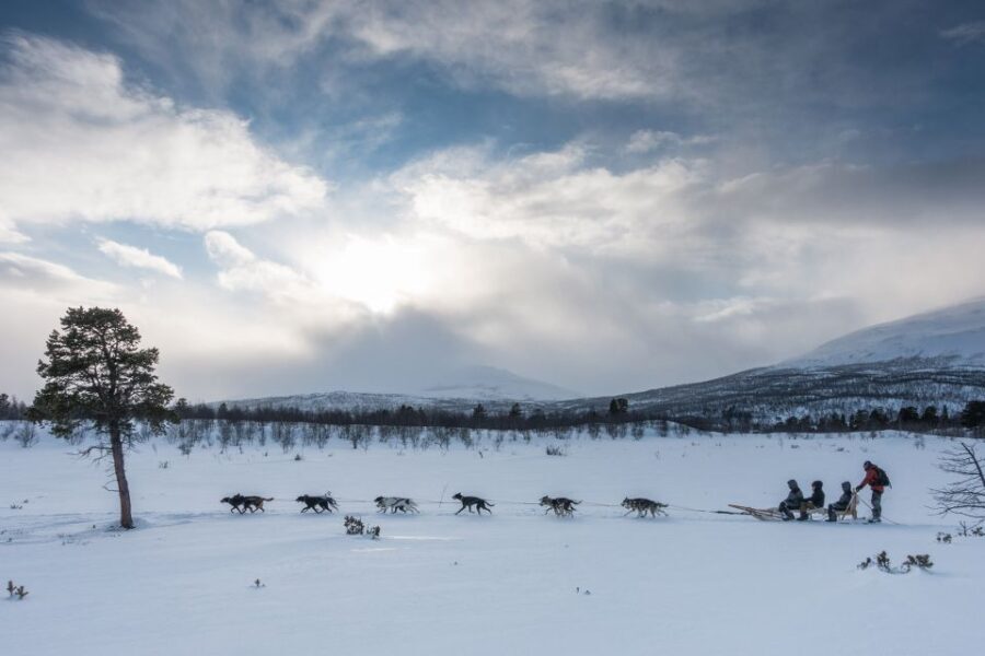 From Abisko: Dog Sledding Excursion to Kiruna with Fika