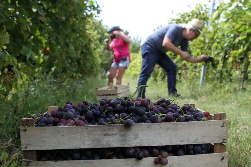 From Belgrade or Novi Sad: Private Wine Tour in Fruska Gora