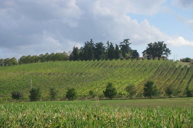 From Bologna: Wine Tasting and Vineyard Tour with the winemaker - What to Expect from the Vineyard Tour