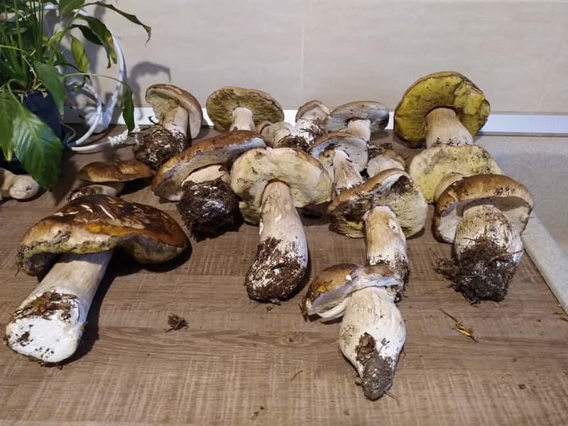 From Brasov: Half-Day Foraging Lesson