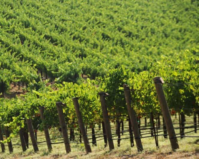 From San Francisco: Santa Rosa Wine Tasting Tour - Exploring Santa Rosa’s Wine Scene