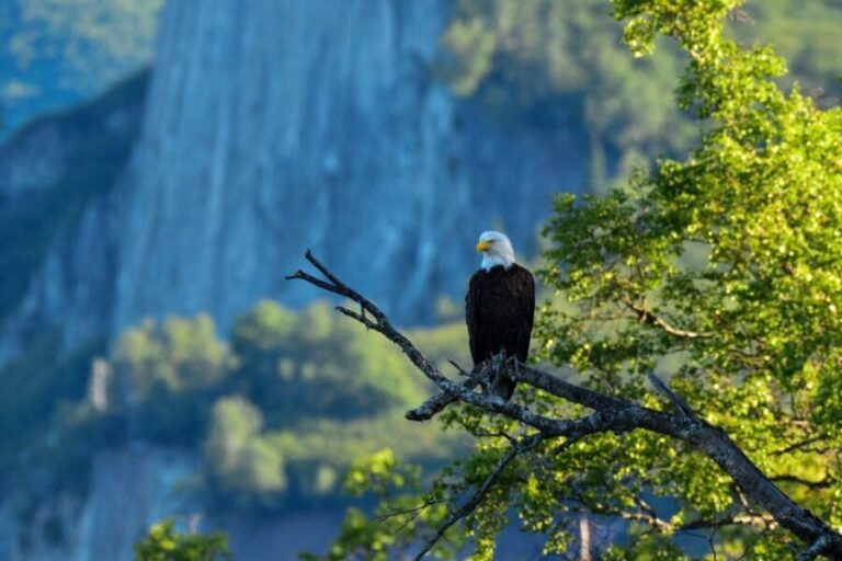 From Seward: 4-hour Wilderness Hiking Tour - Exploring the Seward Wilderness: The Itinerary Breakdown