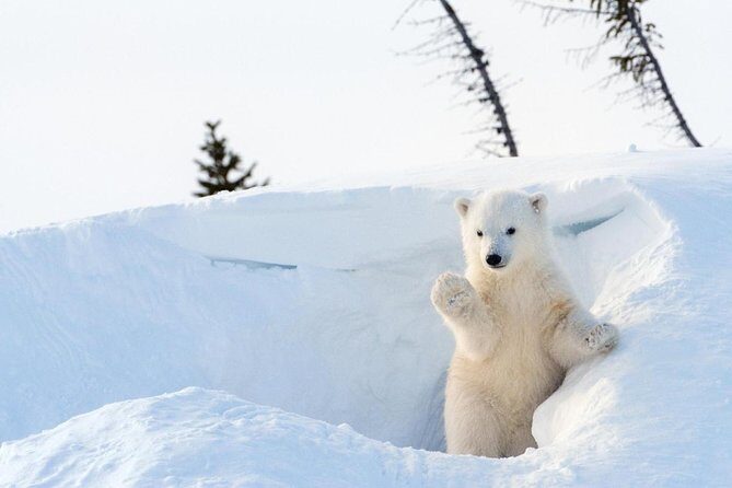 Full Day Lapland Tour, including Lunch and Dinner