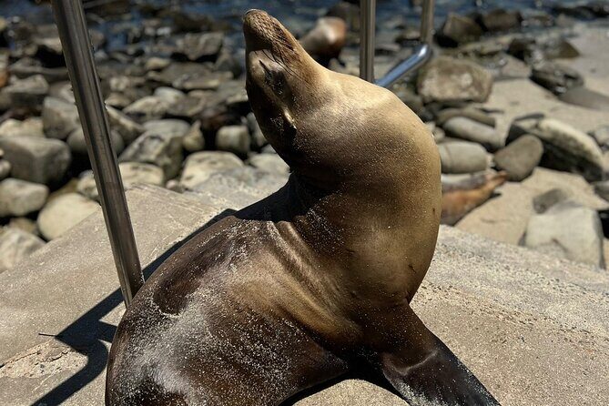 Guided Historic La Jolla Village Walking Tour - Who Will Love This Tour?