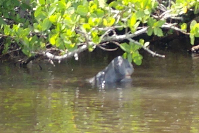Guided Kayak Tour with Manatee & Dolphin Sightings - Wildlife Sightings: What You Can Expect