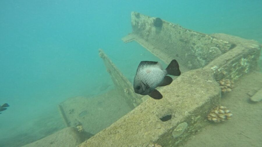 Honolulu: Beginner Scuba Diving Tour With Free Videos - Practical Details: How, When, and What