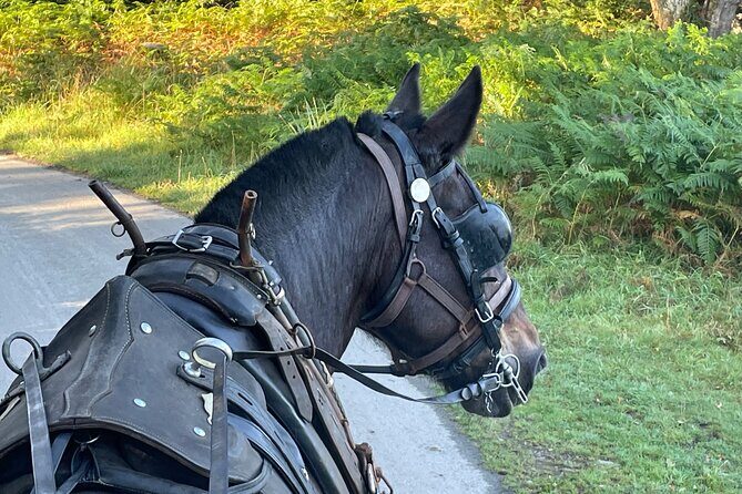 Horse-Drawn Carriage Tours in Killarney - The Experience: A Step-by-Step Breakdown