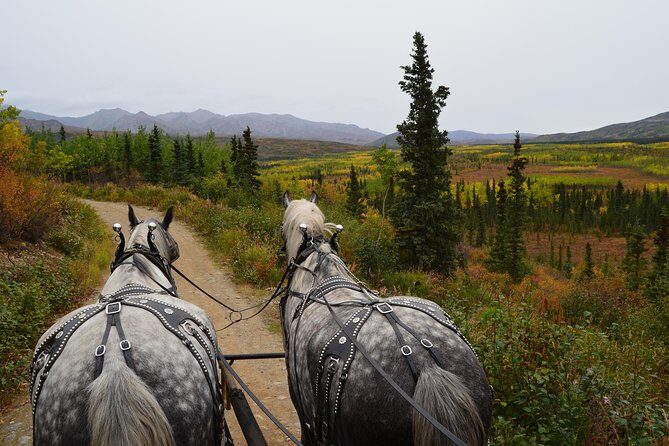 Horse-Drawn Covered Wagon Ride with Backcountry Dining - In-Depth Breakdown of the Itinerary