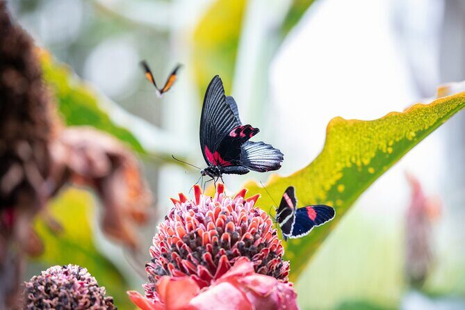 Houston Museum of Natural Science and Cockrell Butterfly Center - A Closer Look at Insects