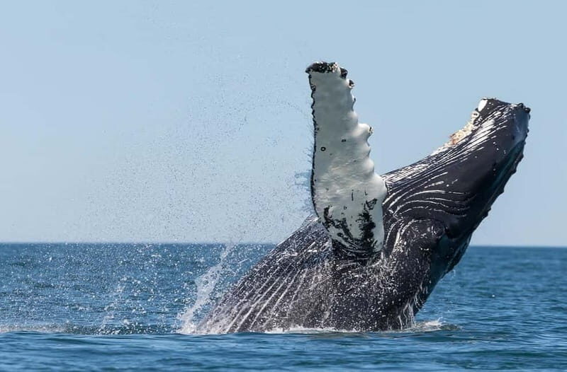 Húsavík: Traditional Whale Watching by Local Family Company