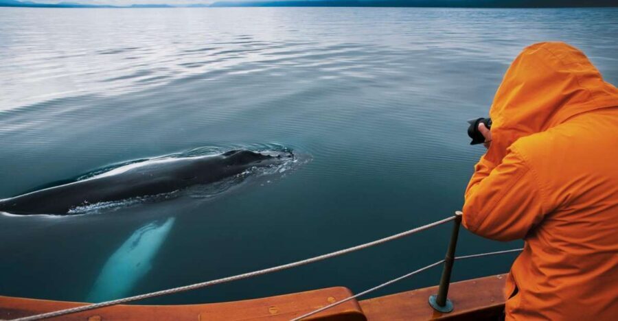 Husavik: Whale Watching on a Carbon Neutral Oak Boat