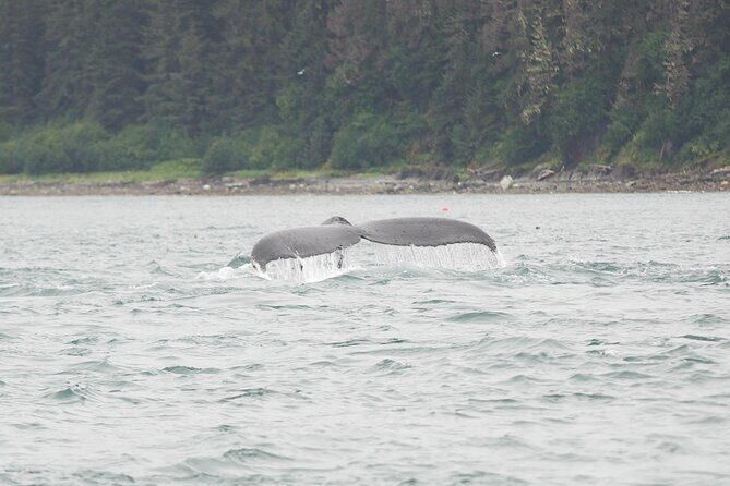 Icy Strait Whale & Wildlife Endeavor - The Itinerary: What to Expect
