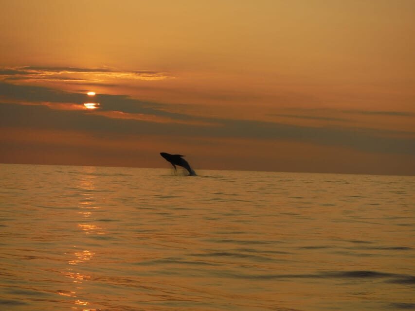 Kailua-Kona: Pacific Humpback Whale Watch Excursion - Who Should Consider This Tour?