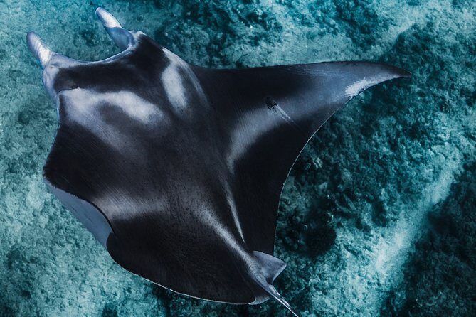 Kaimana Ocean Safari - The Itinerary: What Youll Actually Do and See