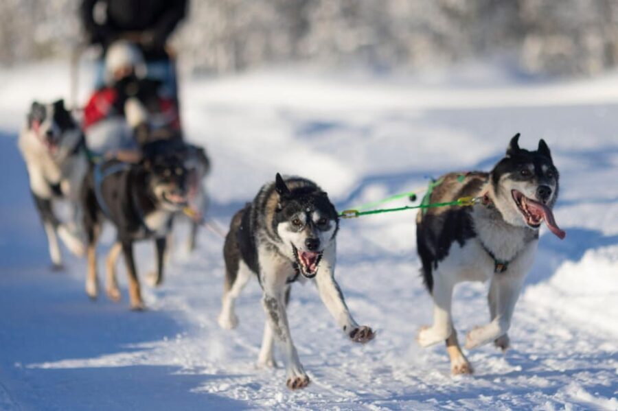 Kemi-Tornio: Husky Sled Ride with Hot Drink