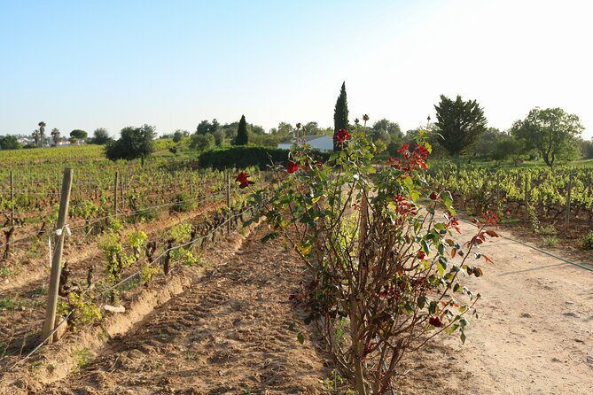 Lagos, Portimão & Carvoeiro: Wine Tasting, Tapas & Music Tour