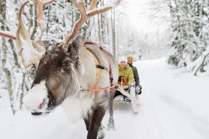 Lapland Reindeer Safari From Saariselkä - The Magic of the Landscape and Guides