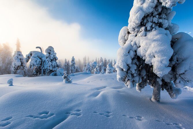 Lapland Snowmobile Safari from Levi