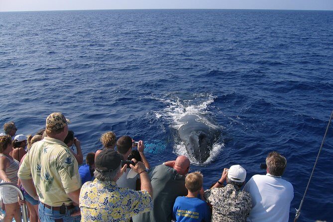 Late-Morning Whale Watch from Kawaihae - The Details That Make or Break the Experience