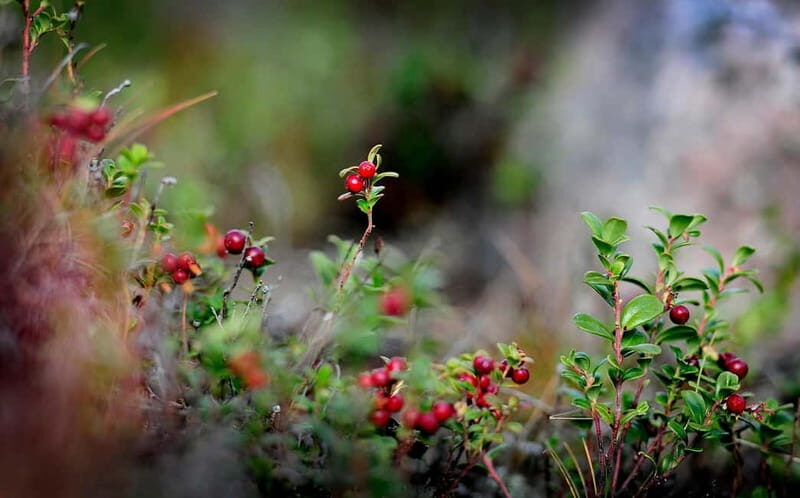 Levi: Guided Hike on the Shaman Päiviö Trail - What Makes the Trail Special?