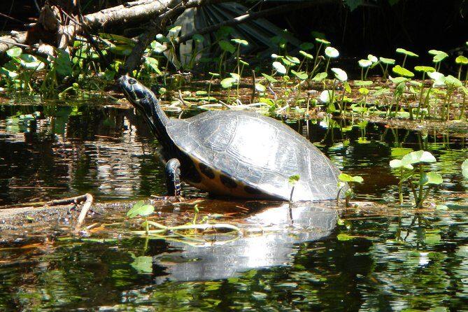 Lofton Creek Kayaking Trip with Professional Guide - Authenticity and Shared Experiences