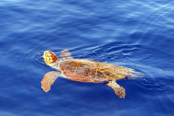 Magic Dolphin Sea Safaris