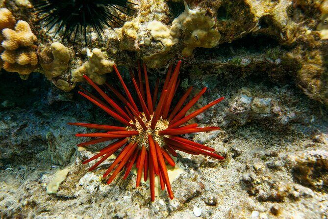 Molokini Snorkel Trip 2-Hour From Kihei - Highlights of the Experience