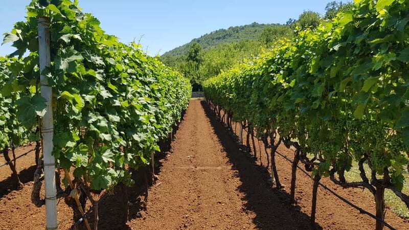 Montenegro: Nature, Locals & Wine Tour