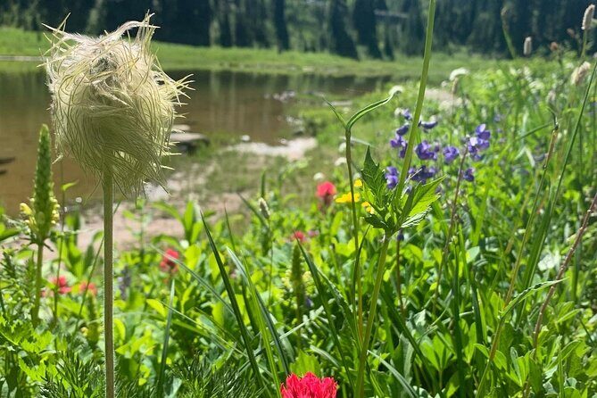 Mount Rainier Full Day Private Tour and Hike - Final Thoughts: Who Will Love This Tour?