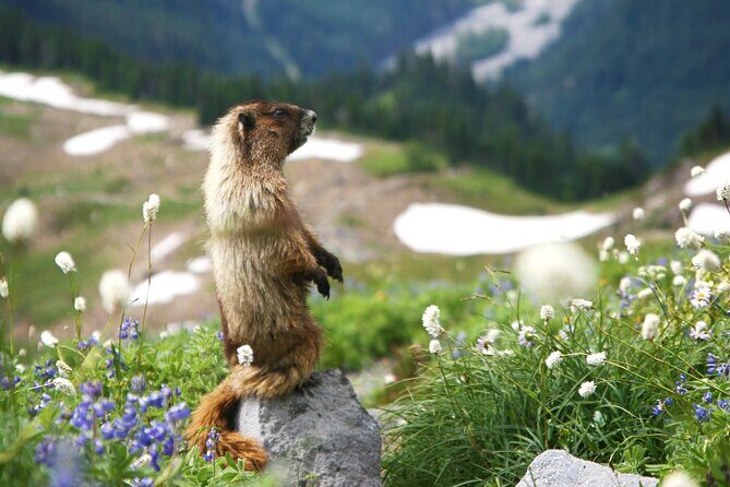Mount Rainier Full Day Small Group Tour - Who Should Consider This Tour?