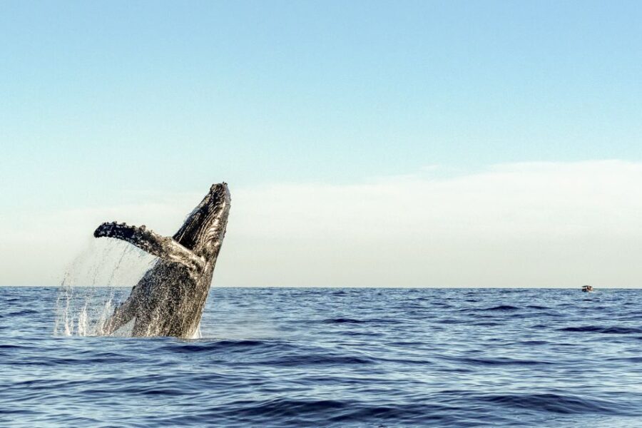 Oahu: Waikiki Eco-Friendly Morning Whale Watching Cruise - The Real Experience: What Travelers Say