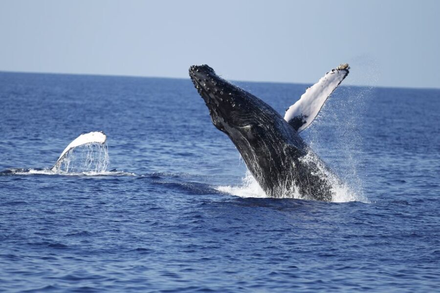 Oahu: Waikiki Whale Watching Tour-Donut and Coffee Included - Who This Tour Is Best For