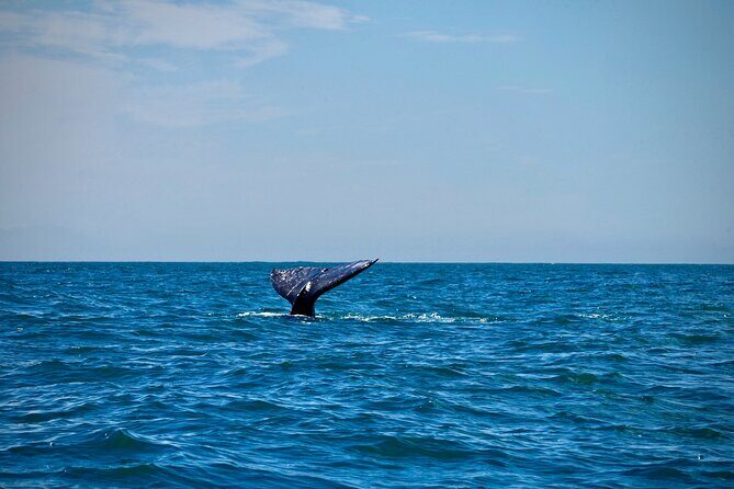 Ocean Kayaking Experience in Brookings - Final Thoughts