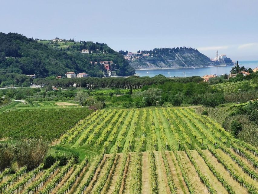 Piran: 5-Course Boutique Food Tour with Electric Bikes