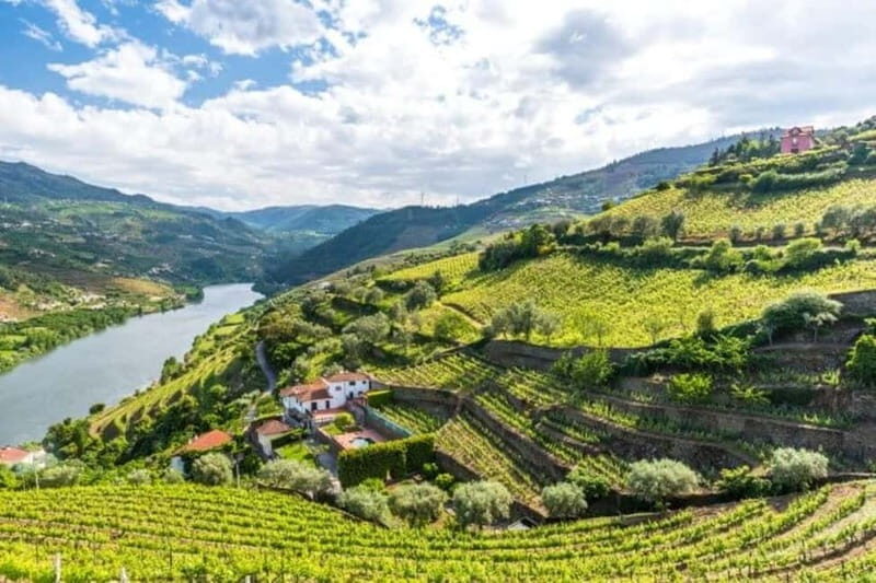 Porto: Dão Wineries Tour with Wine Tasting, Lunch and Cheese