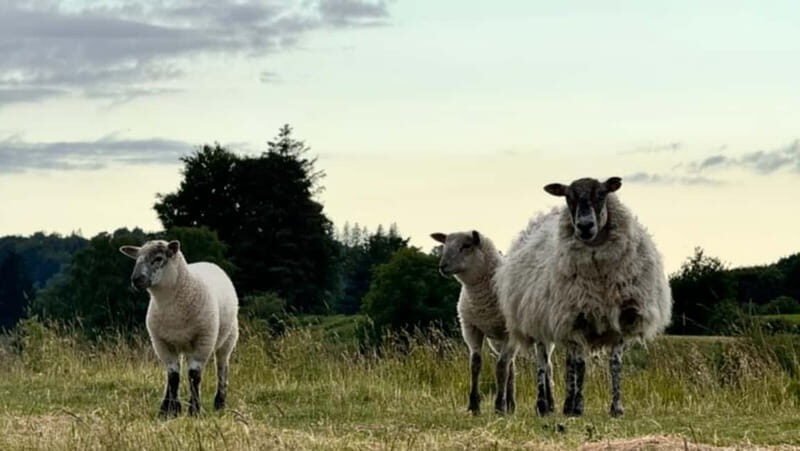 Private Car Tour: Limerick to Clare, Shannon,Bunratty,Burren