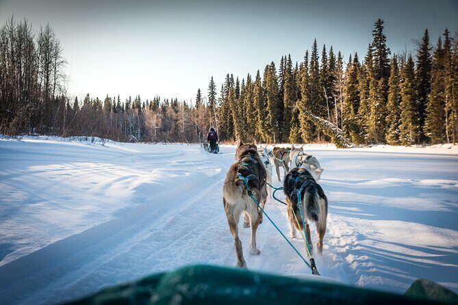 Private Guided Dog Sledding on the Historic Yukon Quest Trail - The Trail and Mushing Experience