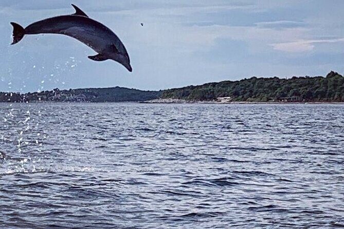 Private Guided Sunset Dolphin Watching in Adriatic Sea