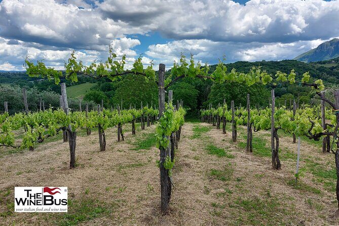 Private Irpinia Wine Tour from POSITANO, AMALFI or RAVELLO