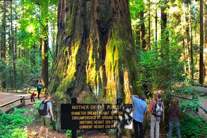 Private Redwoods Tour & Beach Horseback Riding Experience from San Francisco - Final Thoughts: Who Should Consider This Tour?