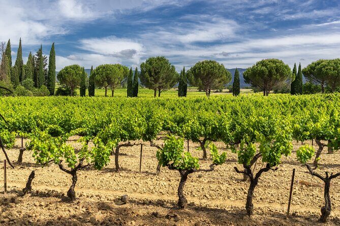 Provence Small Group Wine Full Day Tour in Chateauneuf du Pape vineyard from Aix
