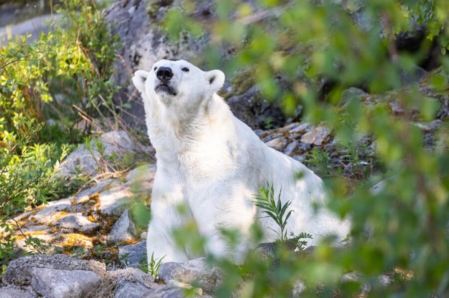 Ranua: Wildlife Park Entrance Ticket