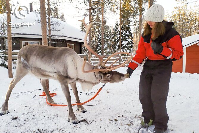 Reindeer Safari in Arctic Wilderness - A Closer Look at the Reindeer Safari Experience