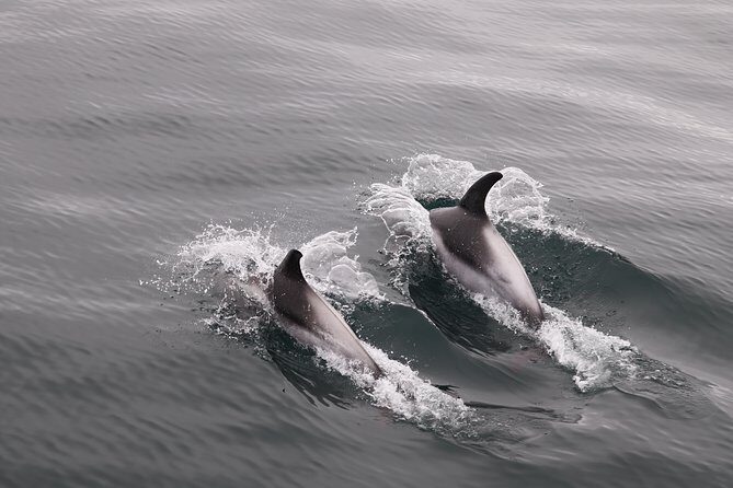 Reykjavik Shore Excursion: Whale-Watching Cruise