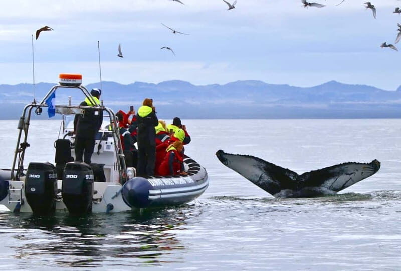 Reykjavik: Whale and Puffin Watching RIB Boat Tour