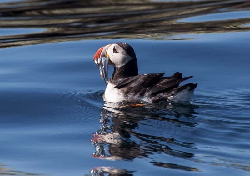 Reykjavik: Whales and Puffins Express Cruise Combo Tour