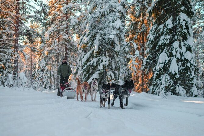 Rovaniemi Husky Safari & Campfire BBQ  610 km SelfDrive